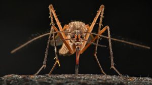 Biohack Breakthrough: Mosquito Mouth Tip Delivers Unmatched 3D Printing ...
